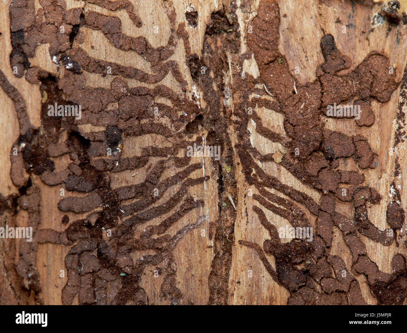 the trace of the bark beetle Stock Photo - Alamy