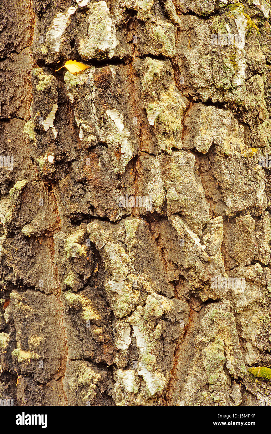 Furrows in bark hi-res stock photography and images - Alamy