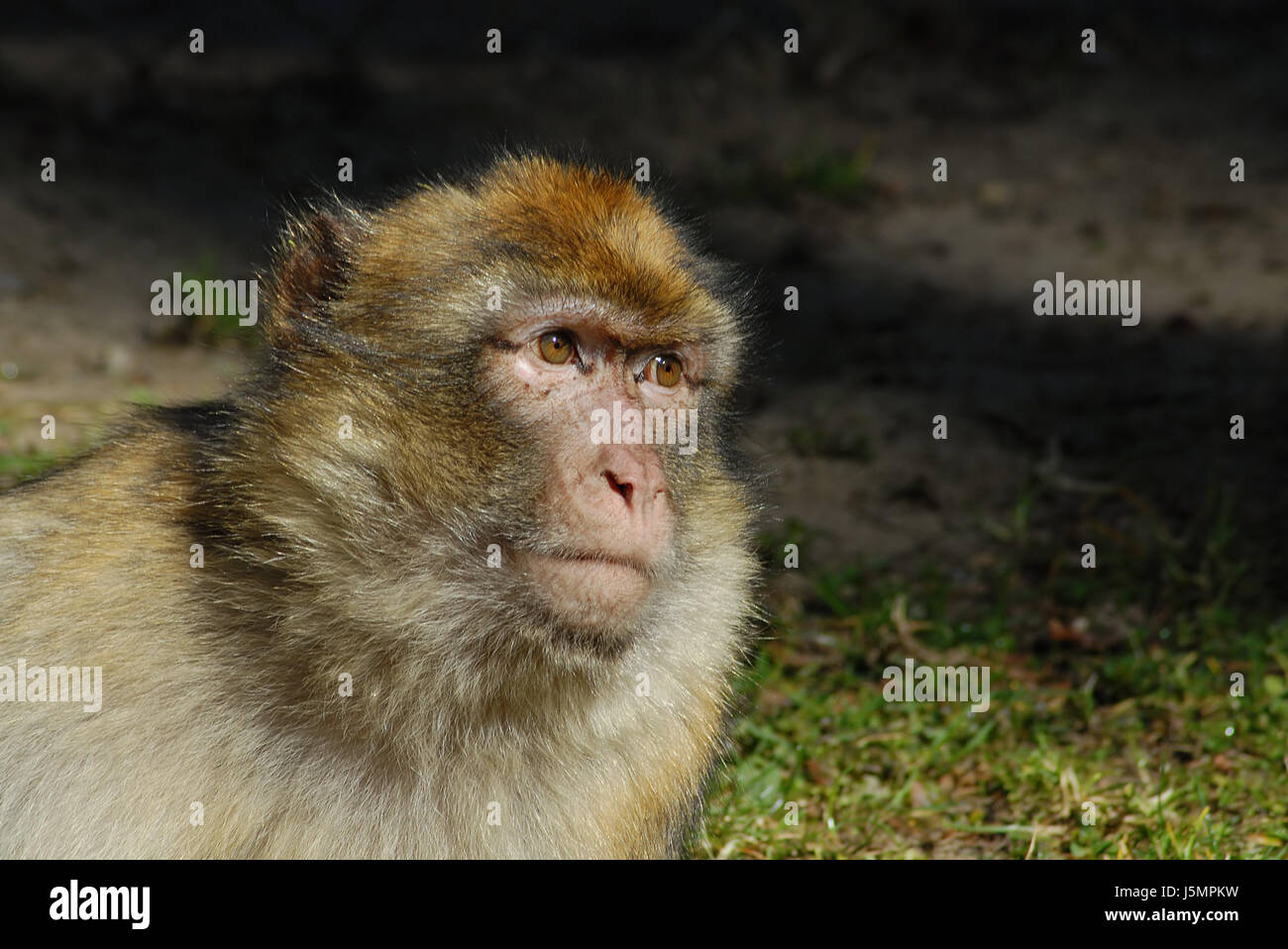 Quizzical hi-res stock photography and images - Alamy