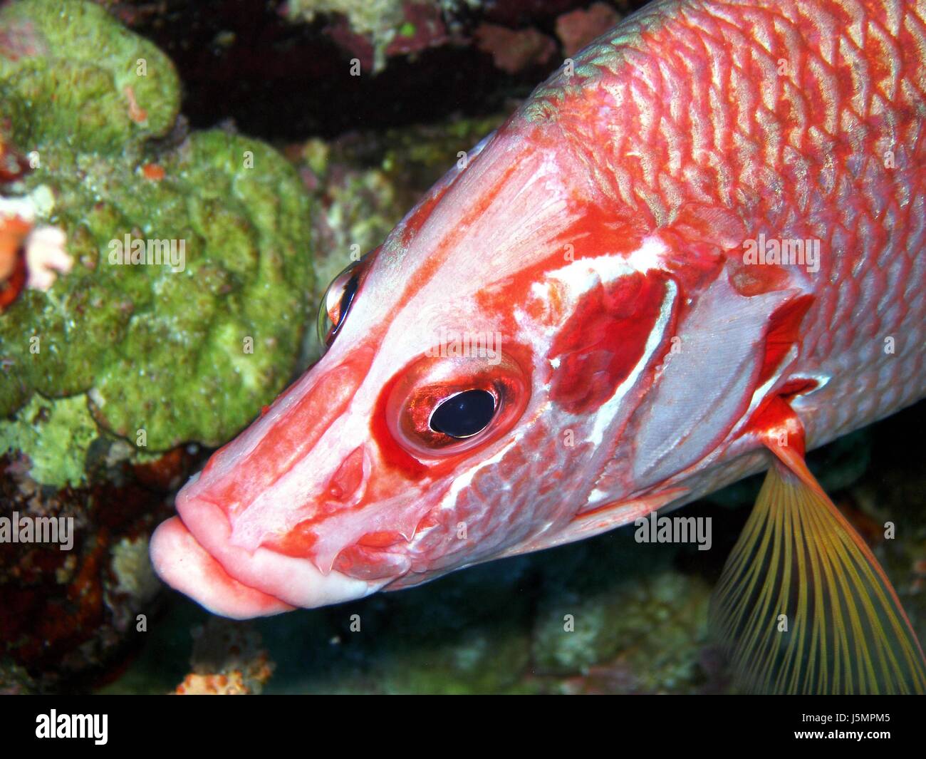 Soldatenfisch hi-res stock photography and images - Alamy