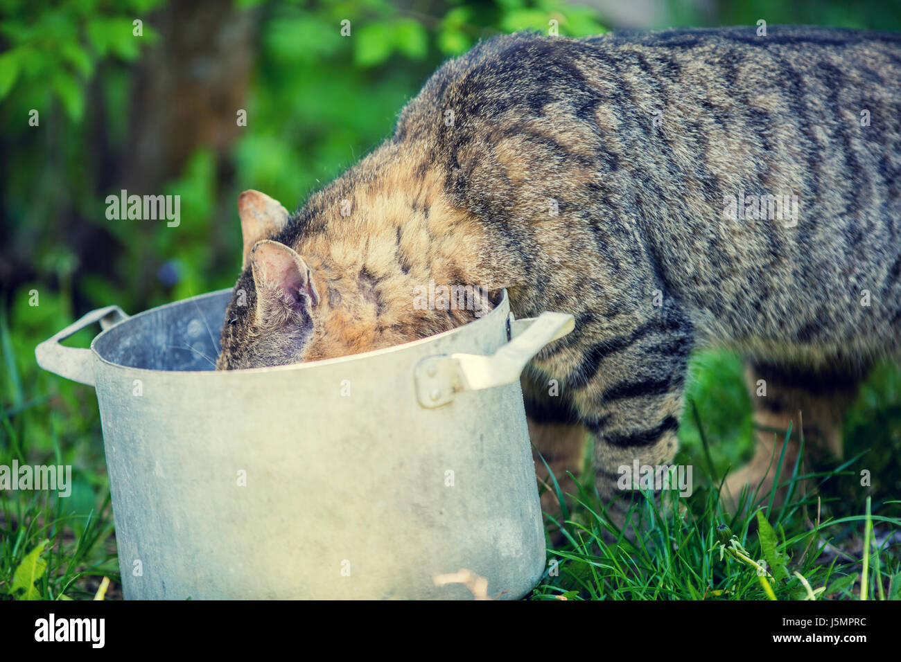 The cat eats from the pan outdoor Stock Photo - Alamy