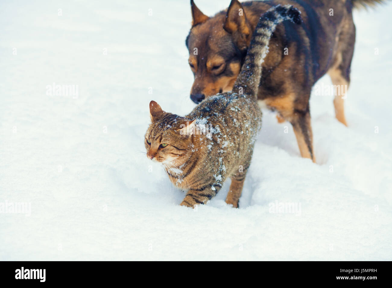Domestic and wild animals together hi-res stock photography and images ...
