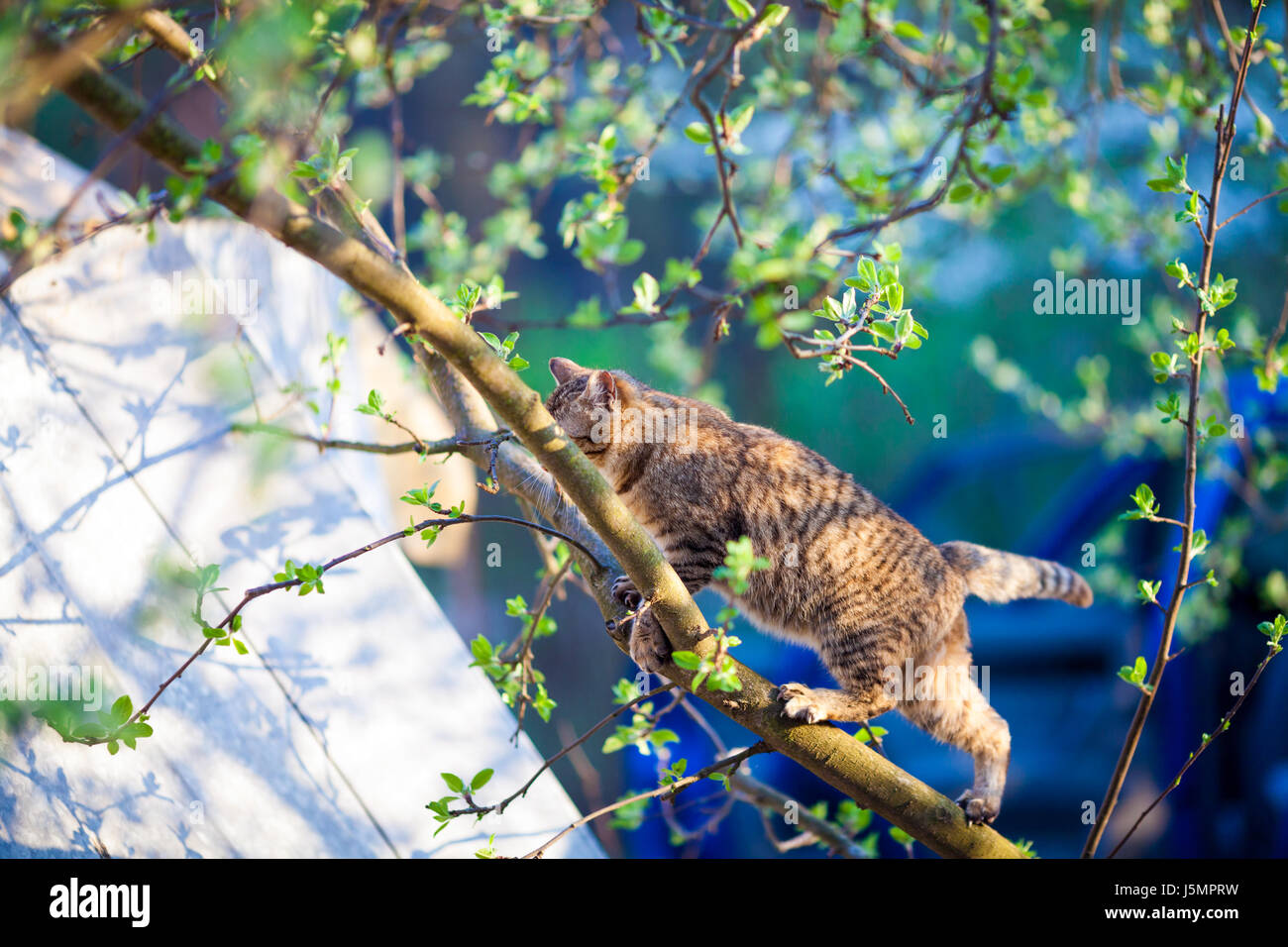 Cat walking on a branch on a tree in garden Stock Photo - Alamy