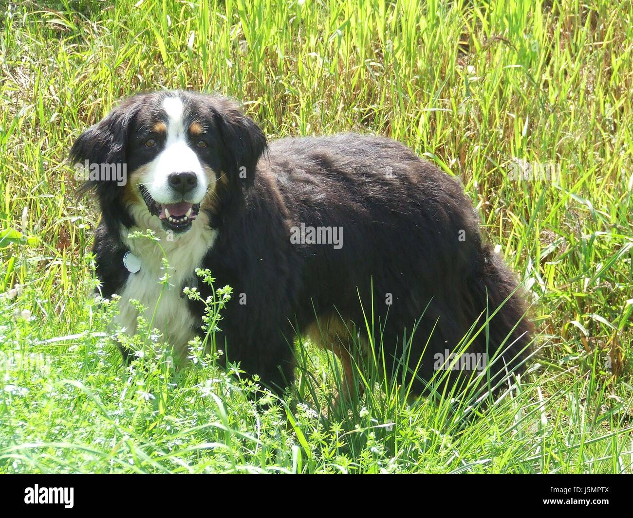 purebred dog berner sennen Stock Photo - Alamy