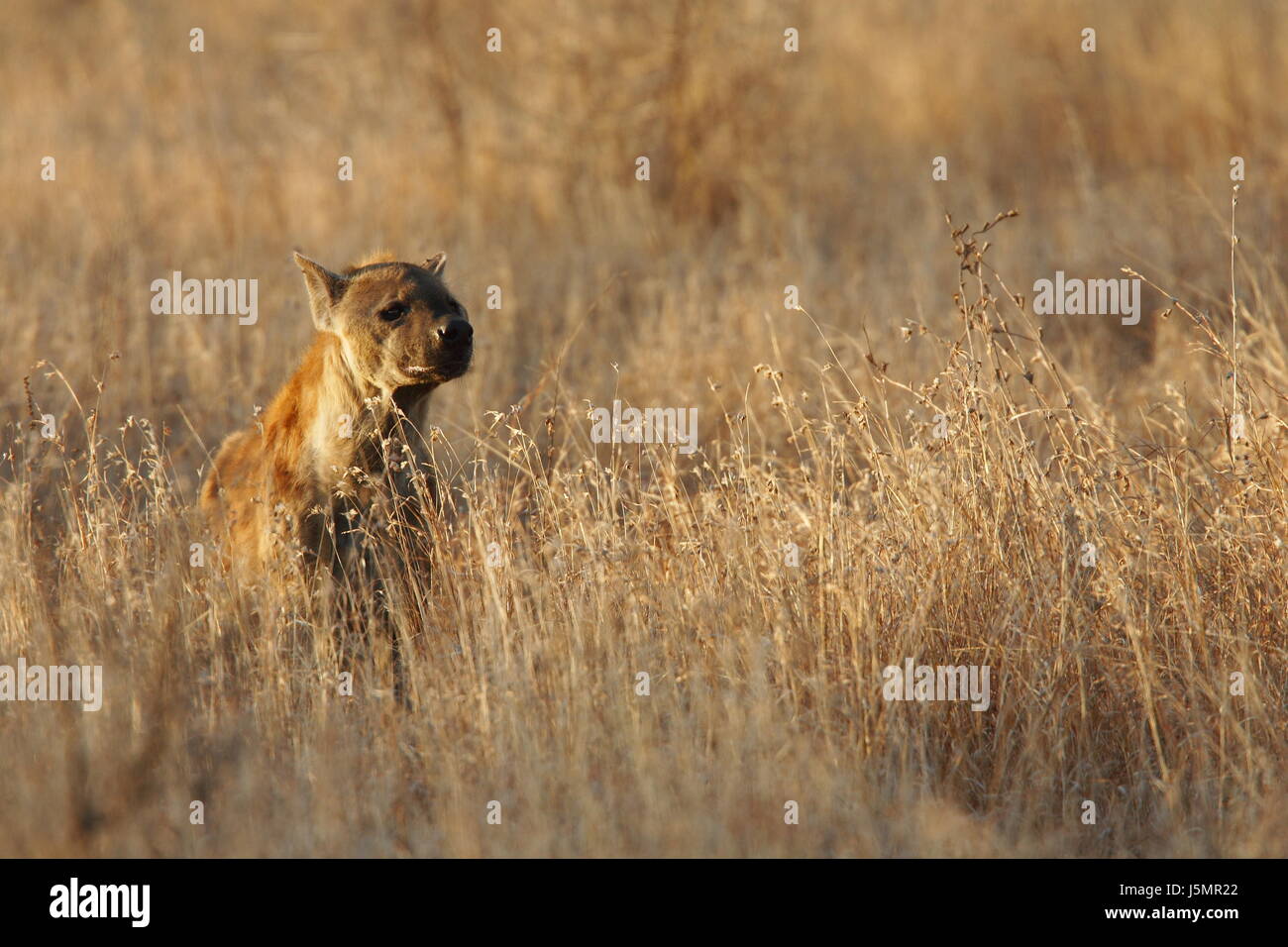 Hyena chase hi-res stock photography and images - Alamy