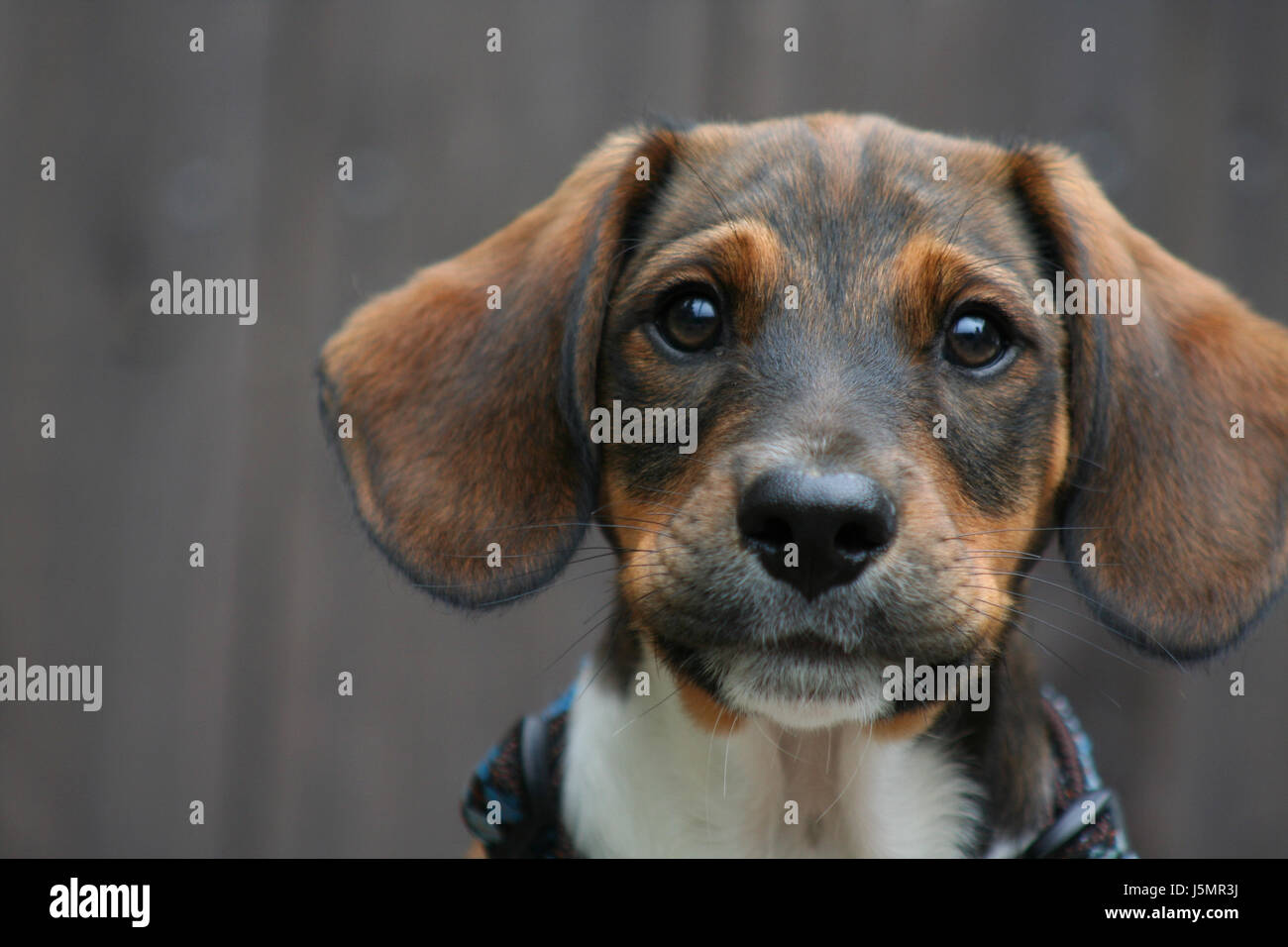 Linus the dog hi-res stock photography and images - Alamy