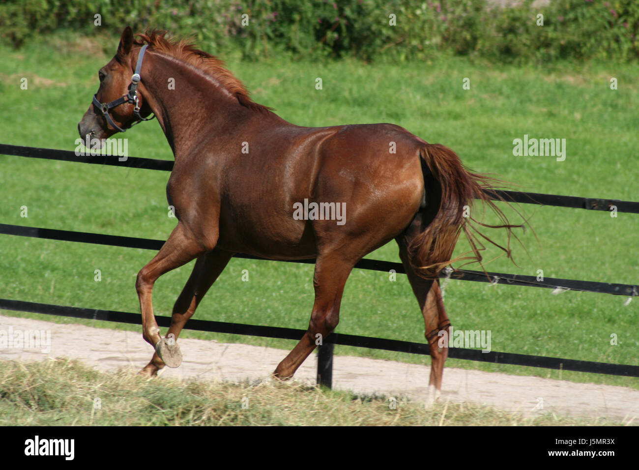 in the paddock Stock Photo - Alamy