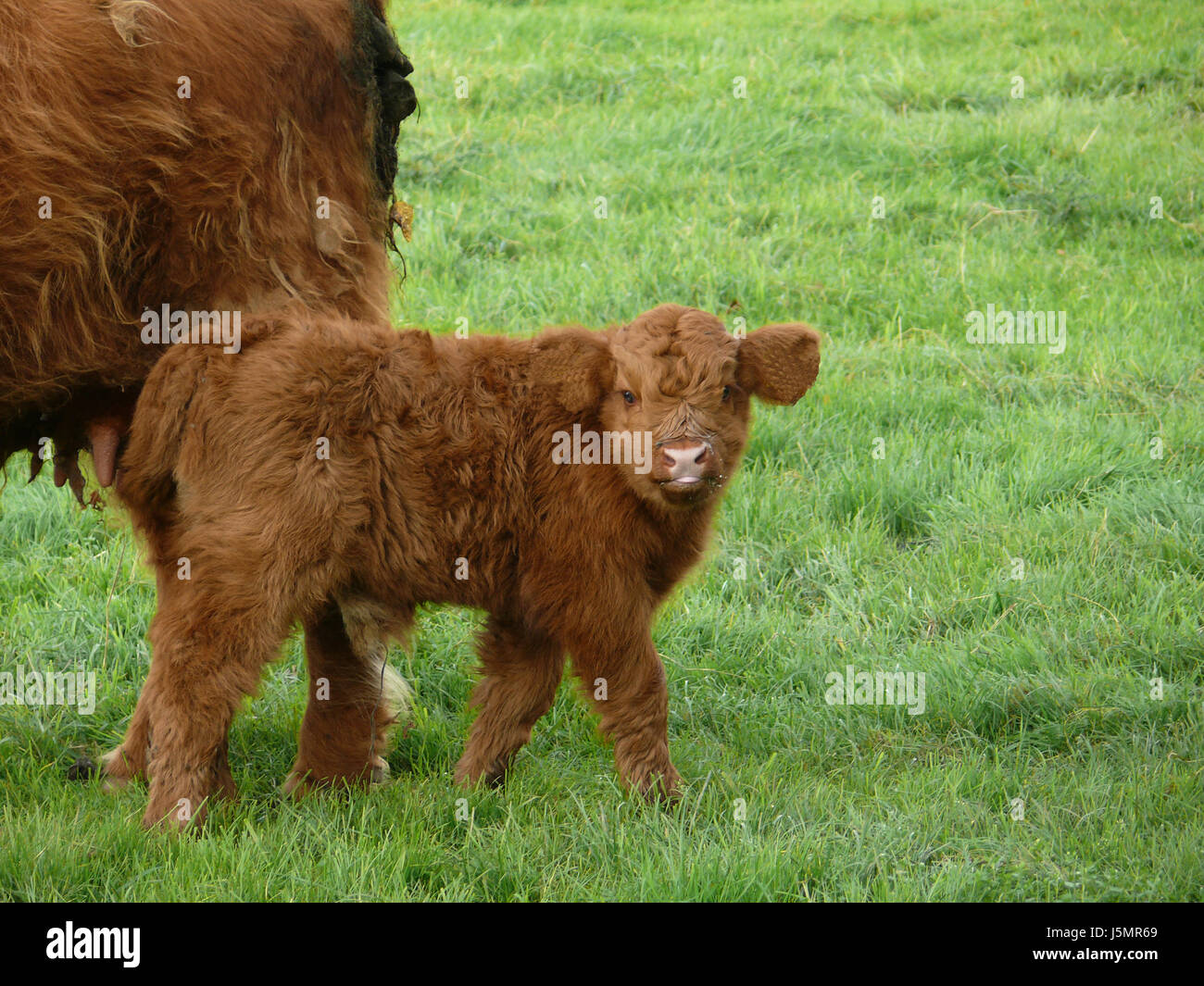 Wuschel hi-res stock photography and images - Alamy