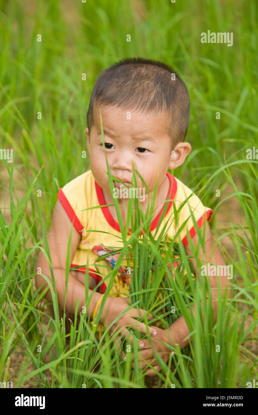 bub in paddy field Stock Photo - Alamy