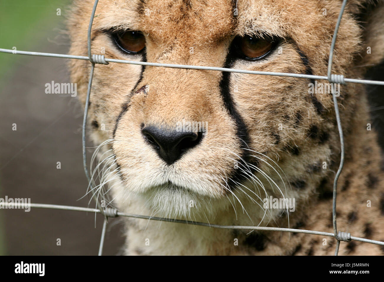 Animals behind bars hi-res stock photography and images - Alamy