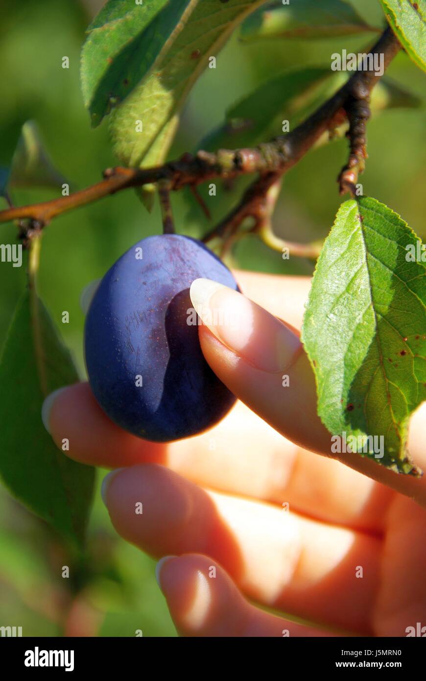 Plum tree hand pick hi-res stock photography and images - Alamy