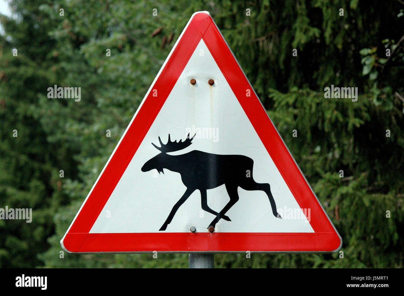 warning of moose in estonia Stock Photo - Alamy