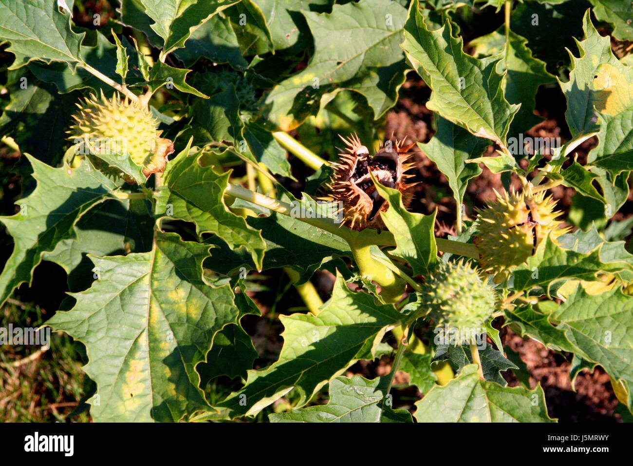 Jimson weed poisonous hi-res stock photography and images - Alamy