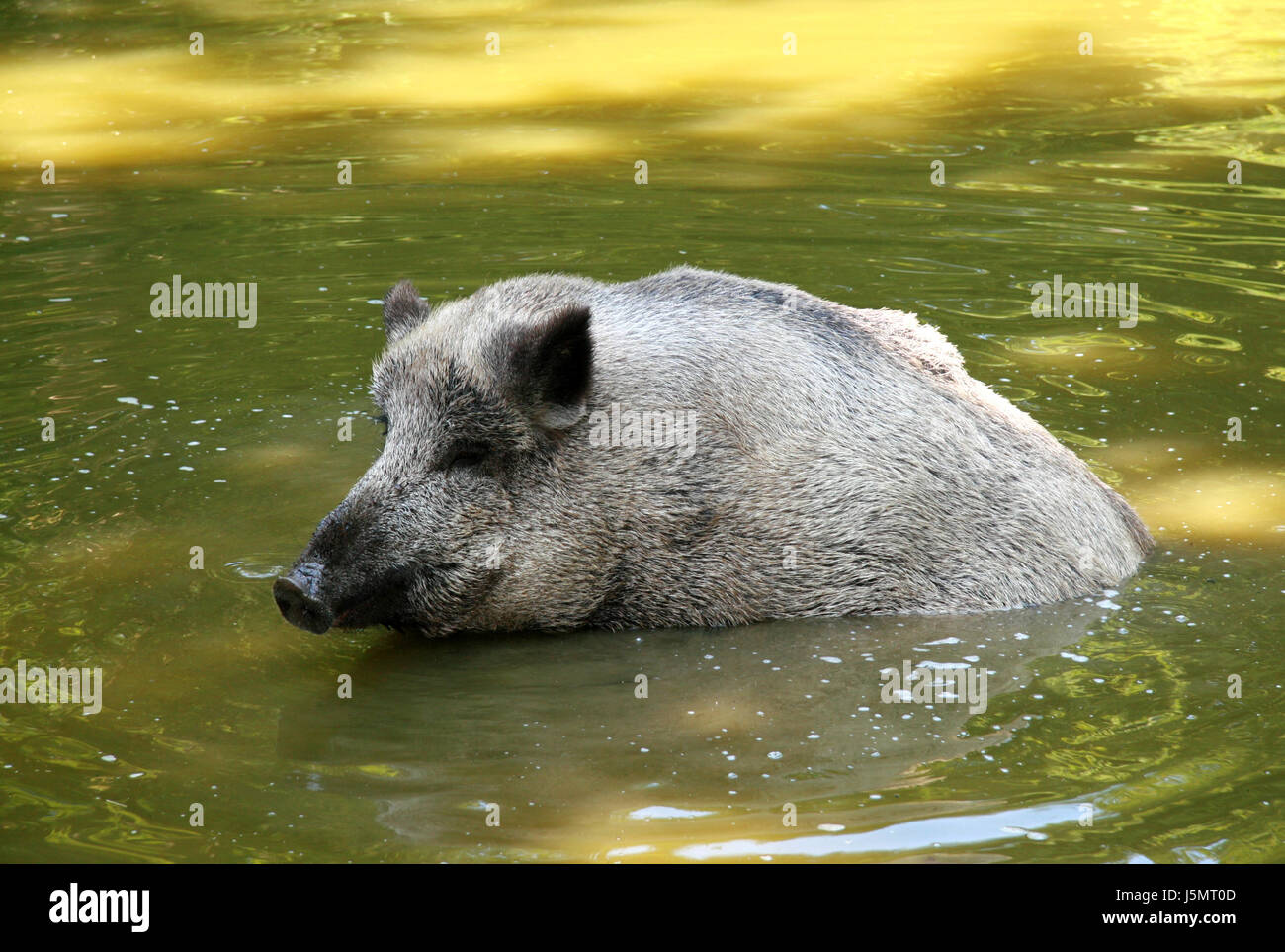 wild boar in water Stock Photo - Alamy