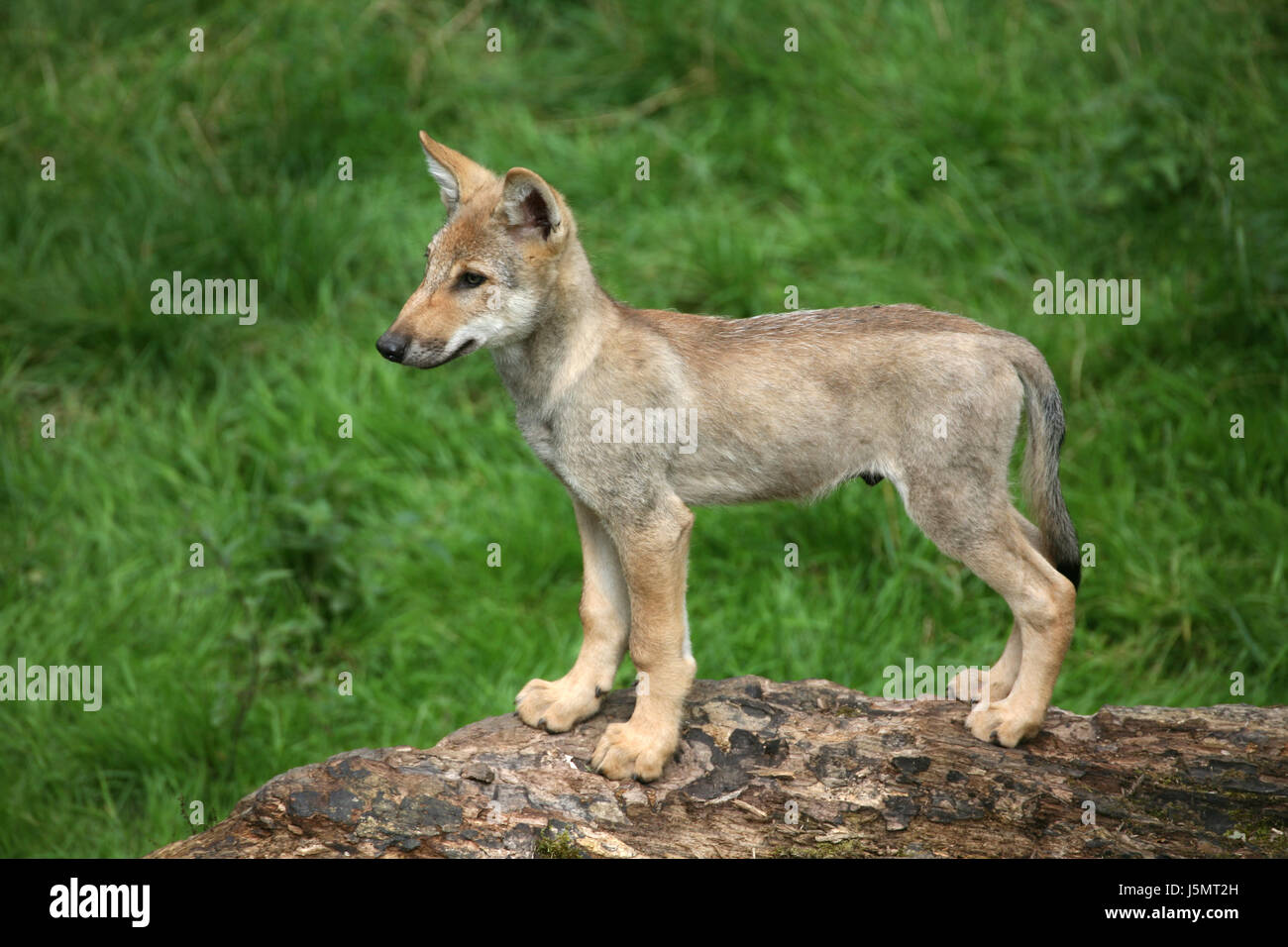 Wolfsbaby hi-res stock photography and images - Alamy