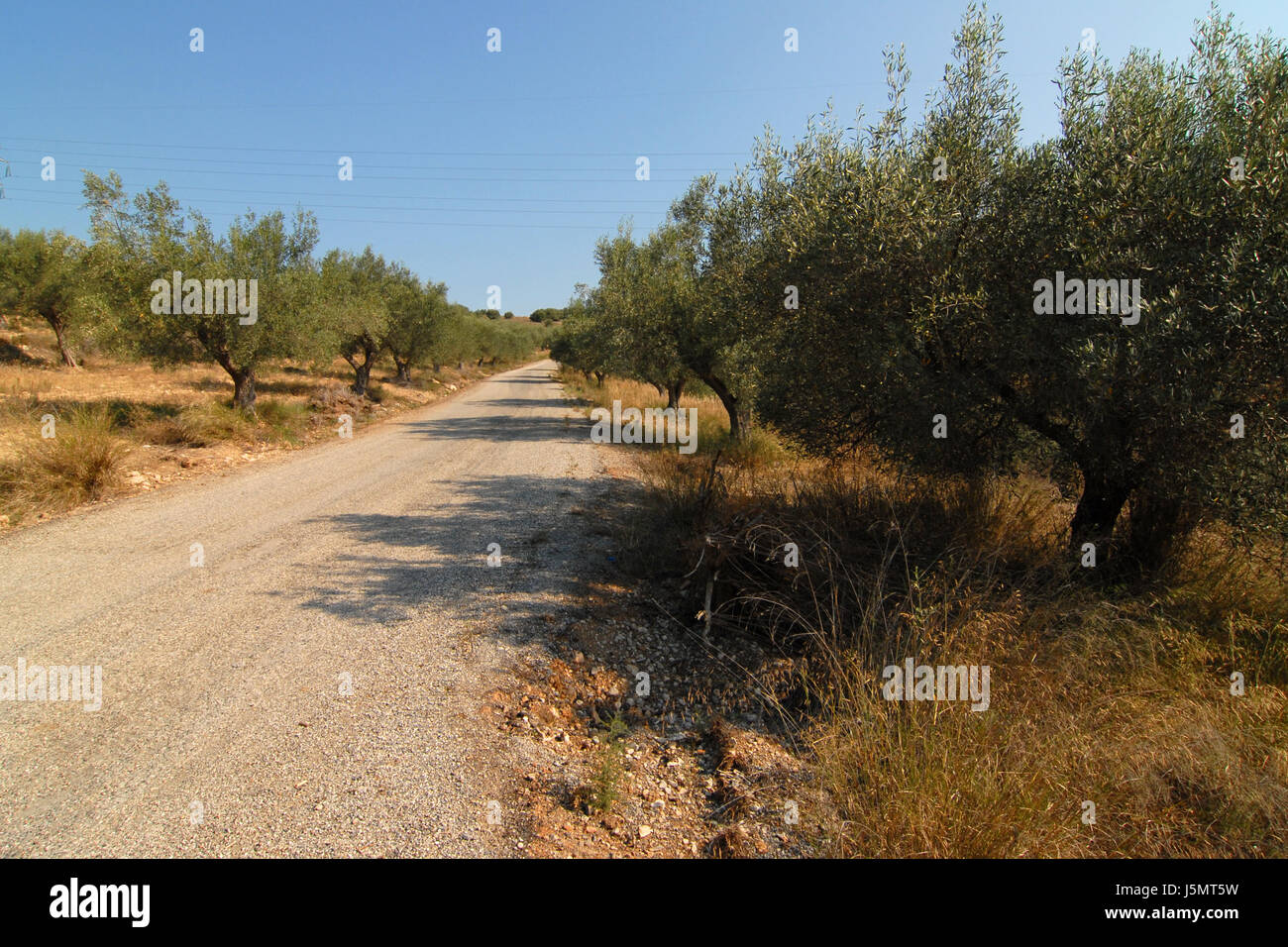 country road with olive trees Stock Photo - Alamy