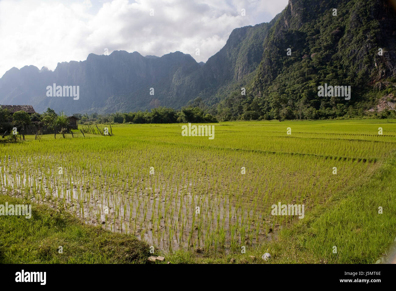 rice field in laos Stock Photo - Alamy