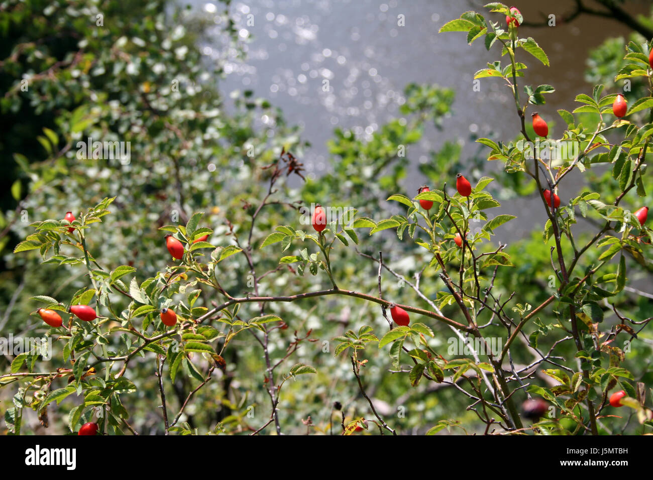 progenies fruits shrub reddish hedge haw briar rose rank growth red ...