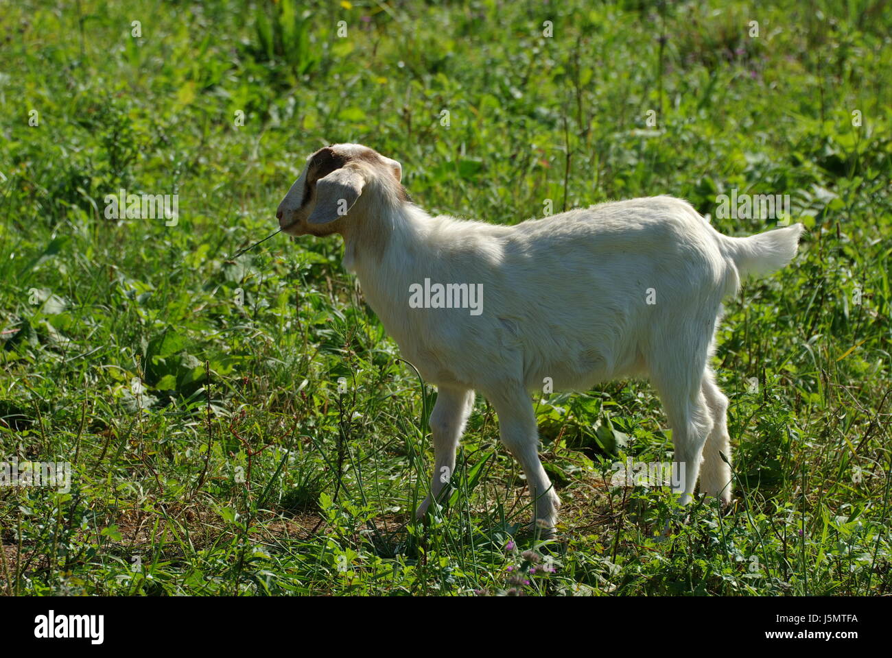 animal pet mammal goat she-goat young animal farm animal herbivore ...