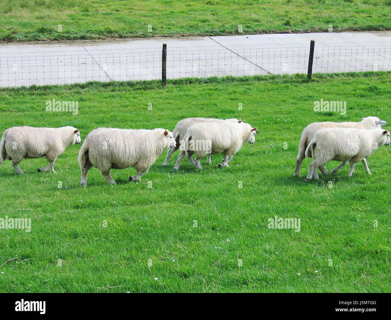 sheep next to the track Stock Photo - Alamy