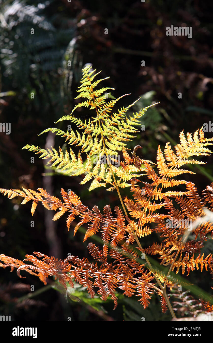 fern in autumn colors Stock Photo - Alamy