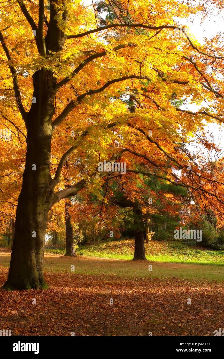 golden autumn tree Stock Photo - Alamy