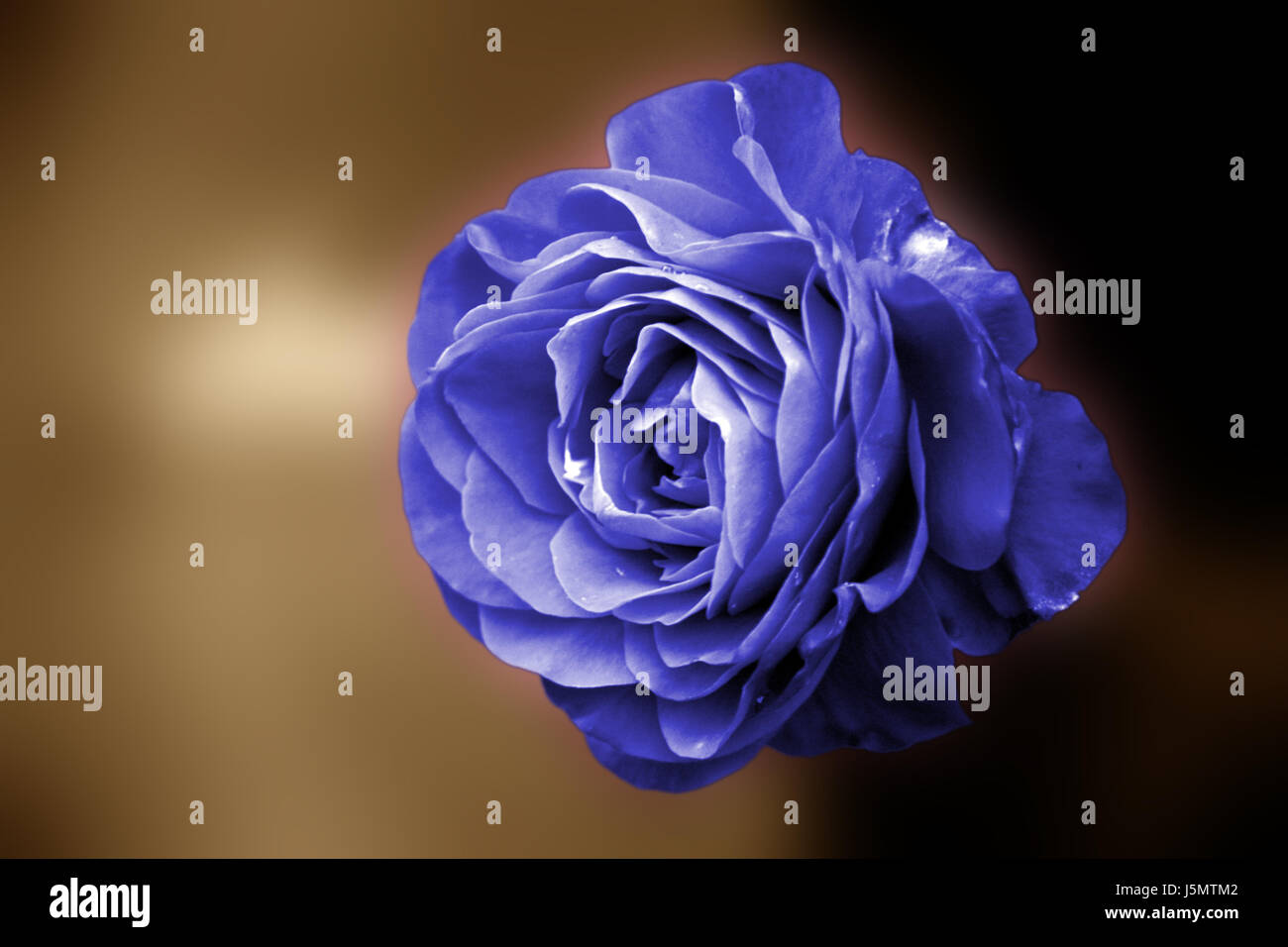 blue macro close-up macro admission close up view emotions flower plant ...