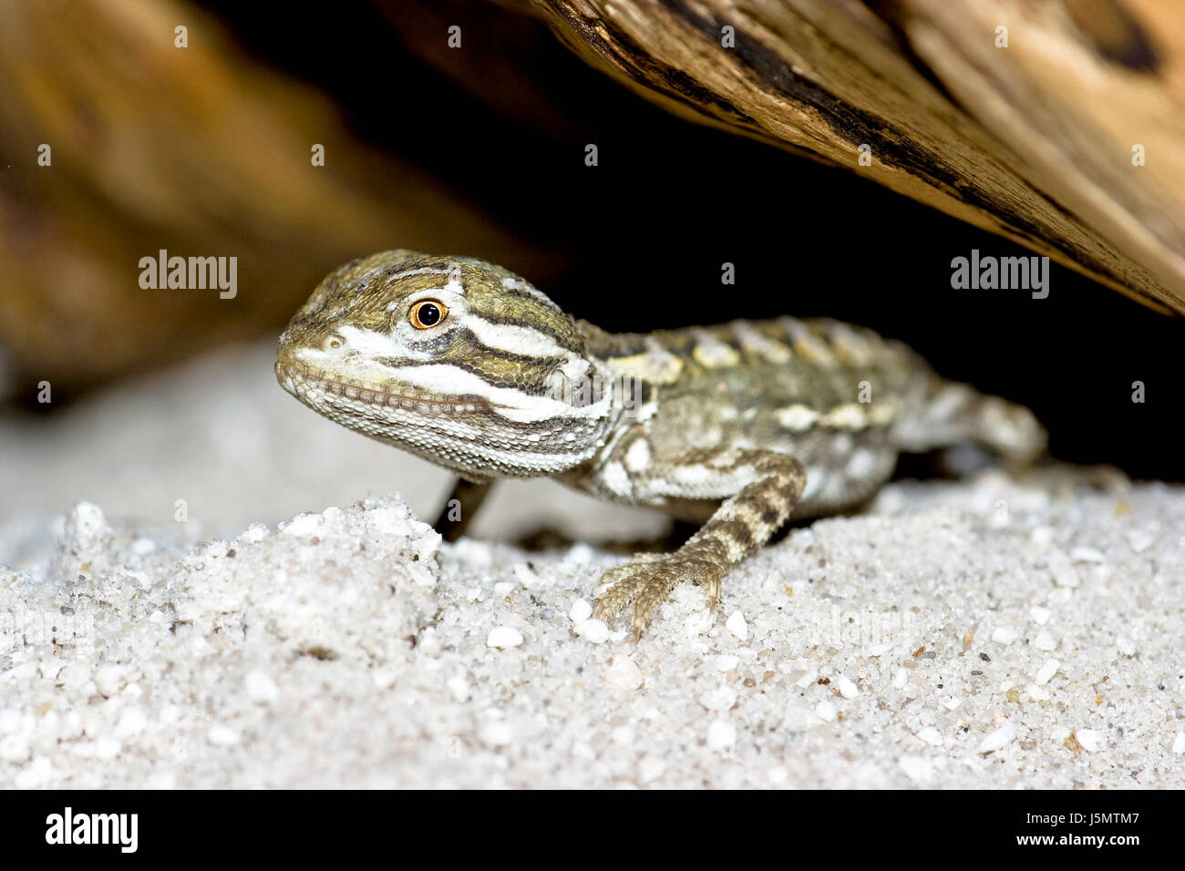 Dwarf Bearded Dragon High Resolution Stock Photography and Images - Alamy