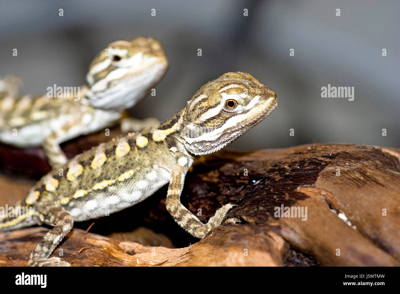 dwarf bearded dragon Stock Photo - Alamy