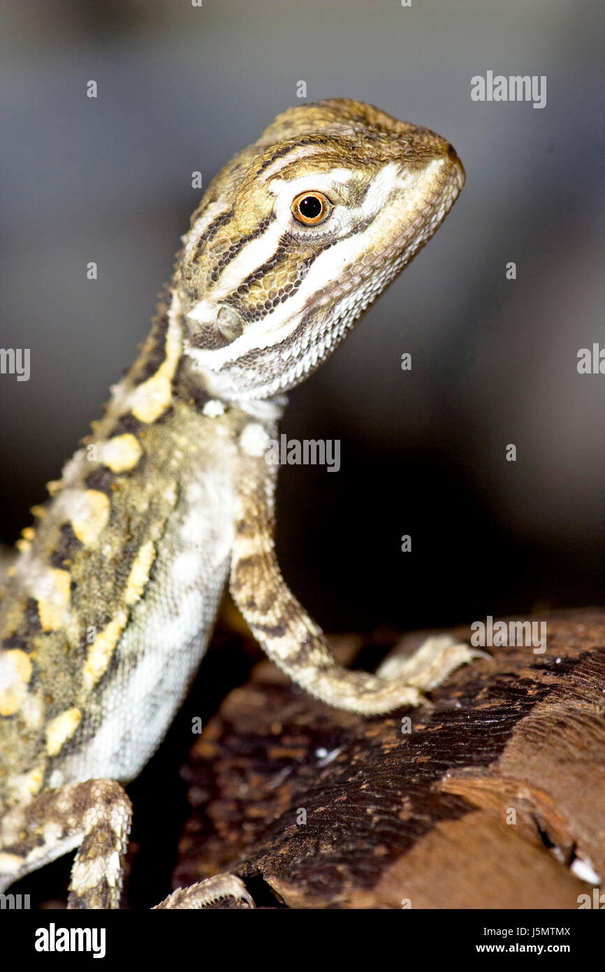 animal fauna saurian reptiles nature desert wasteland animal green ...
