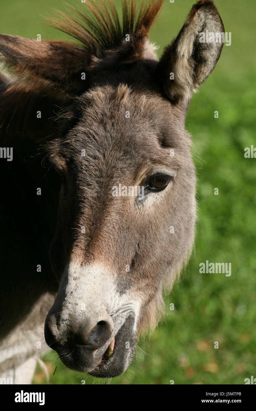 horse animal pet mammal green agriculture farming cunning donkey waist ...