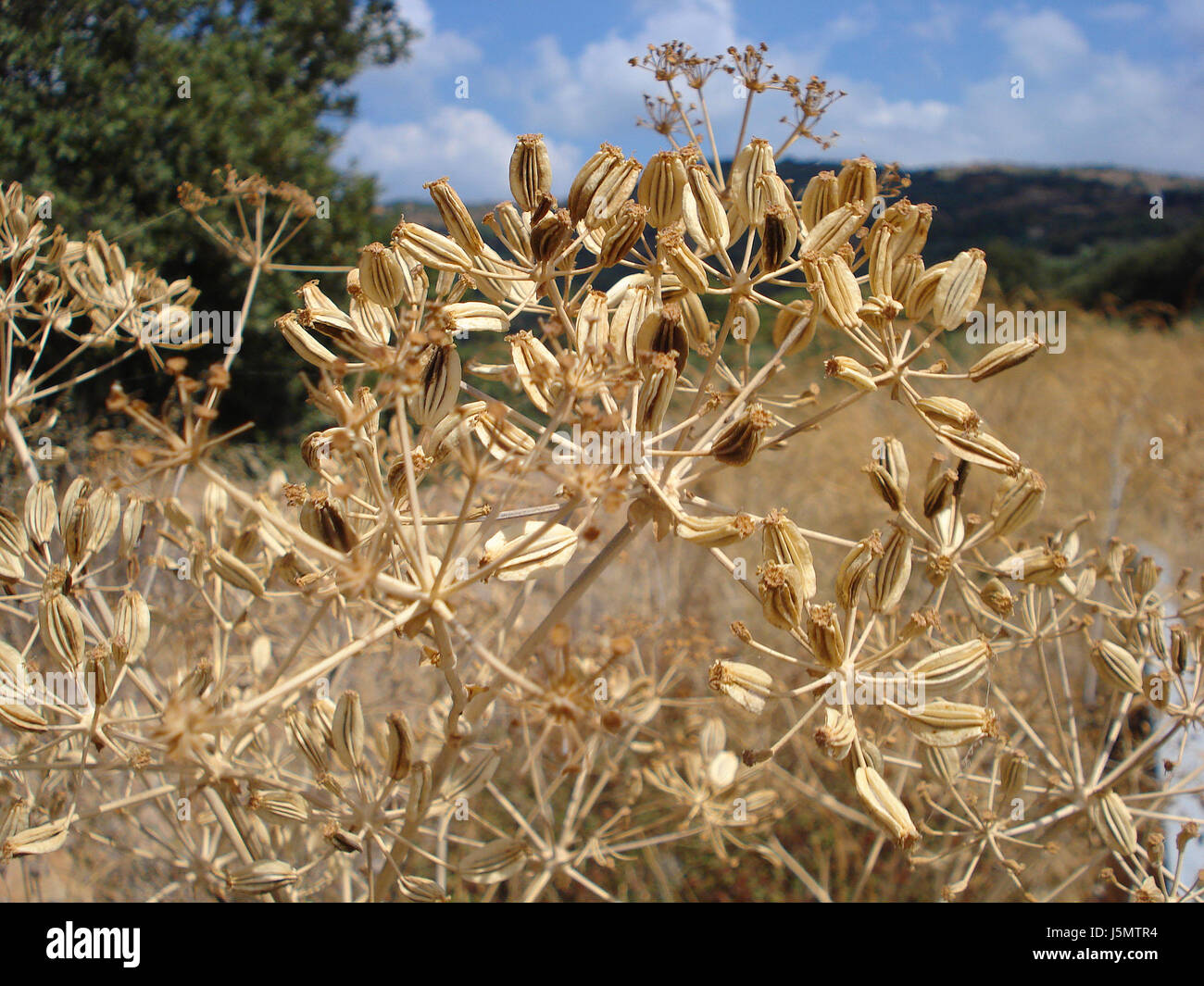 Compass weed hi-res stock photography and images - Alamy
