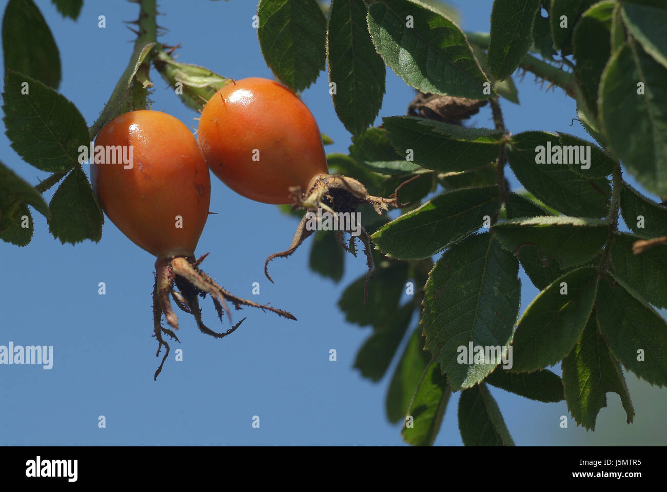 Heckenrosen hi-res stock photography and images - Alamy