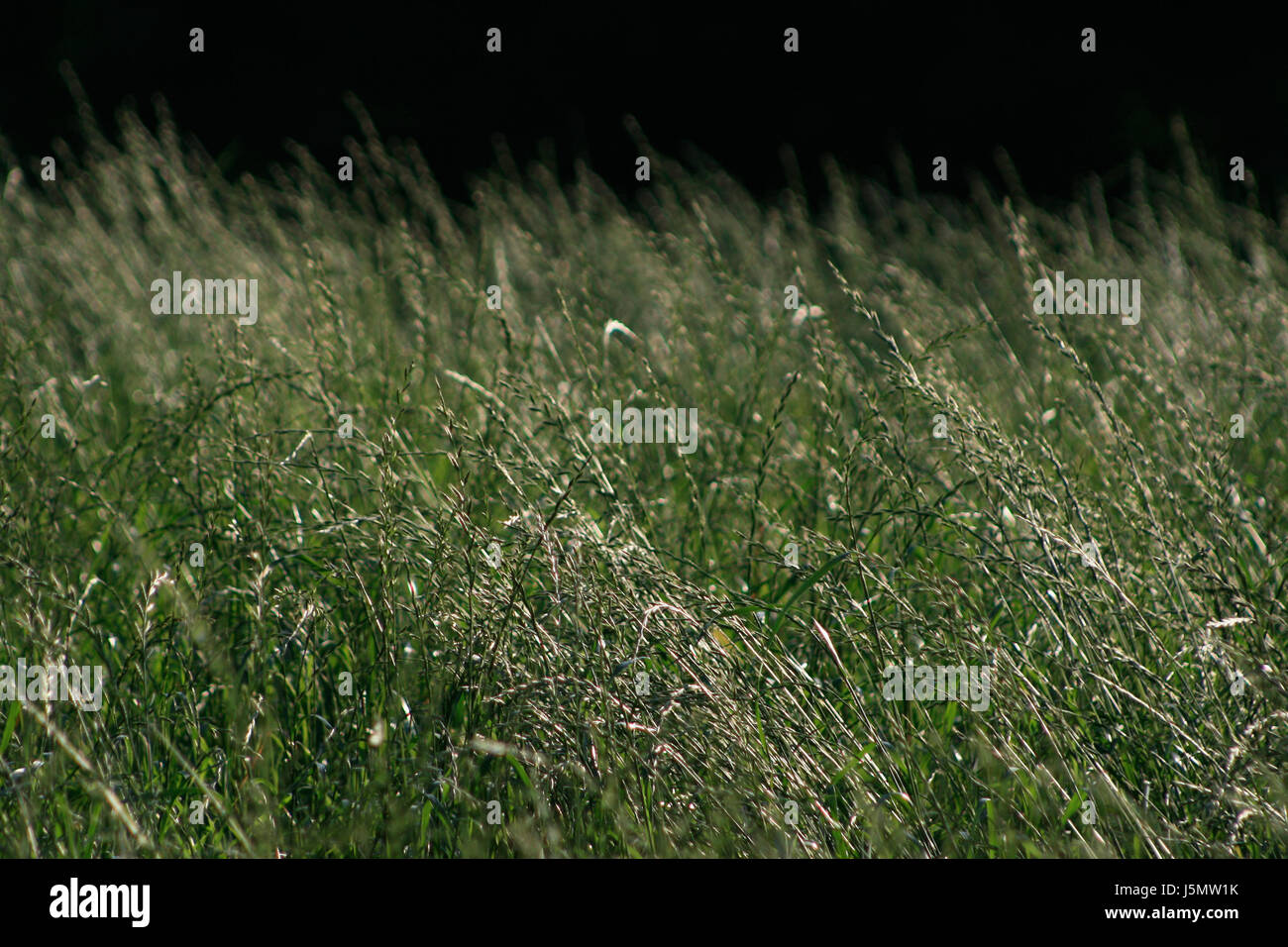 environment enviroment lighted wild across evening diagonal grasses ...