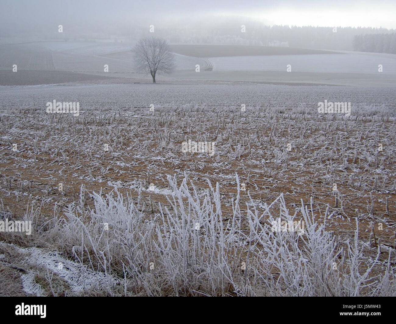 corridor tree winter fog blank european caucasian ripe grasses frost ...