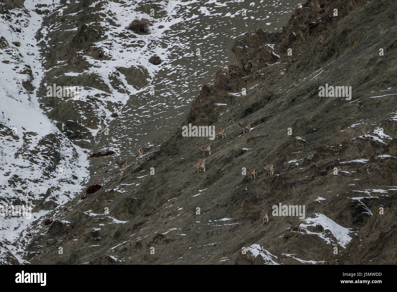 Indian himalayan wild blue sheep hi-res stock photography and images ...