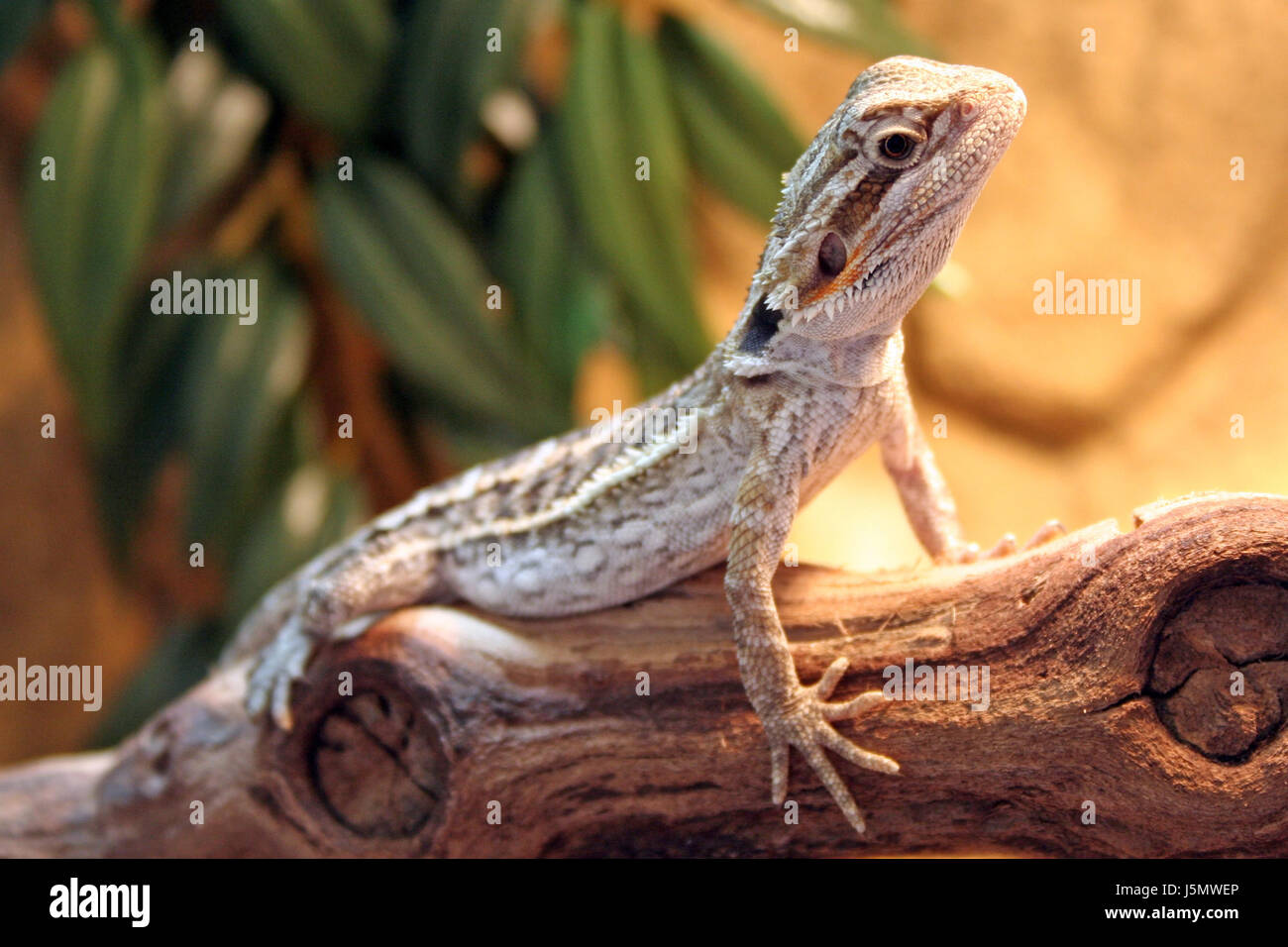 desert wasteland reptile saurian australia hovel branch terrarium ...