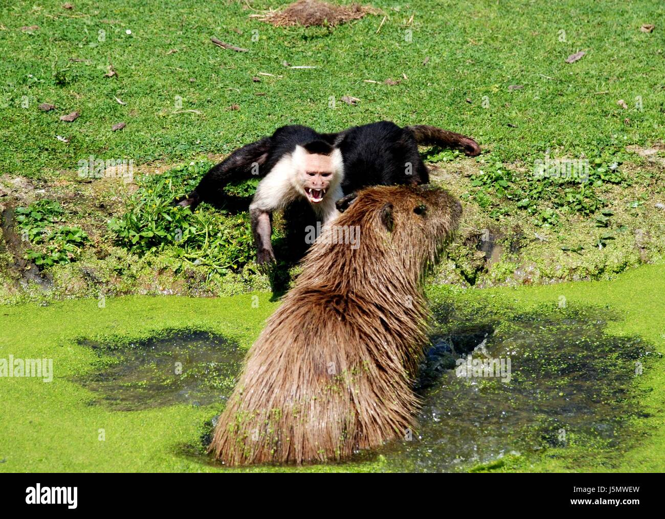 Monkey attack hi-res stock photography and images - Alamy