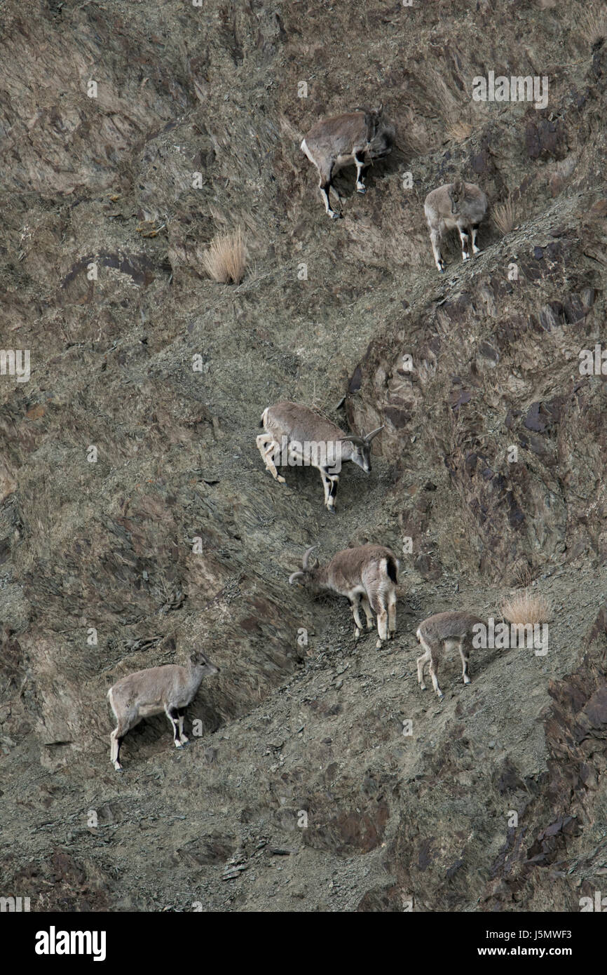 Indian himalayan wild blue sheep hi-res stock photography and images ...