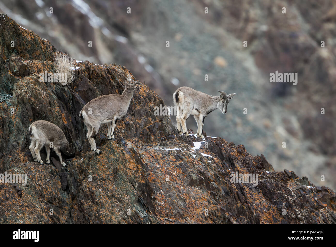Bharal (Blue Sheep) (Pseudois nayaur) grazing at high altitude pastures ...