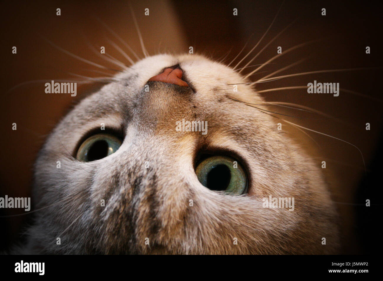 animal pet curious nosey nosy eye organ eyes hairs look glancing see ...
