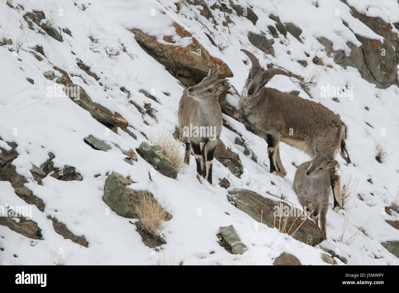 Indian himalayan wild blue sheep hi-res stock photography and images ...
