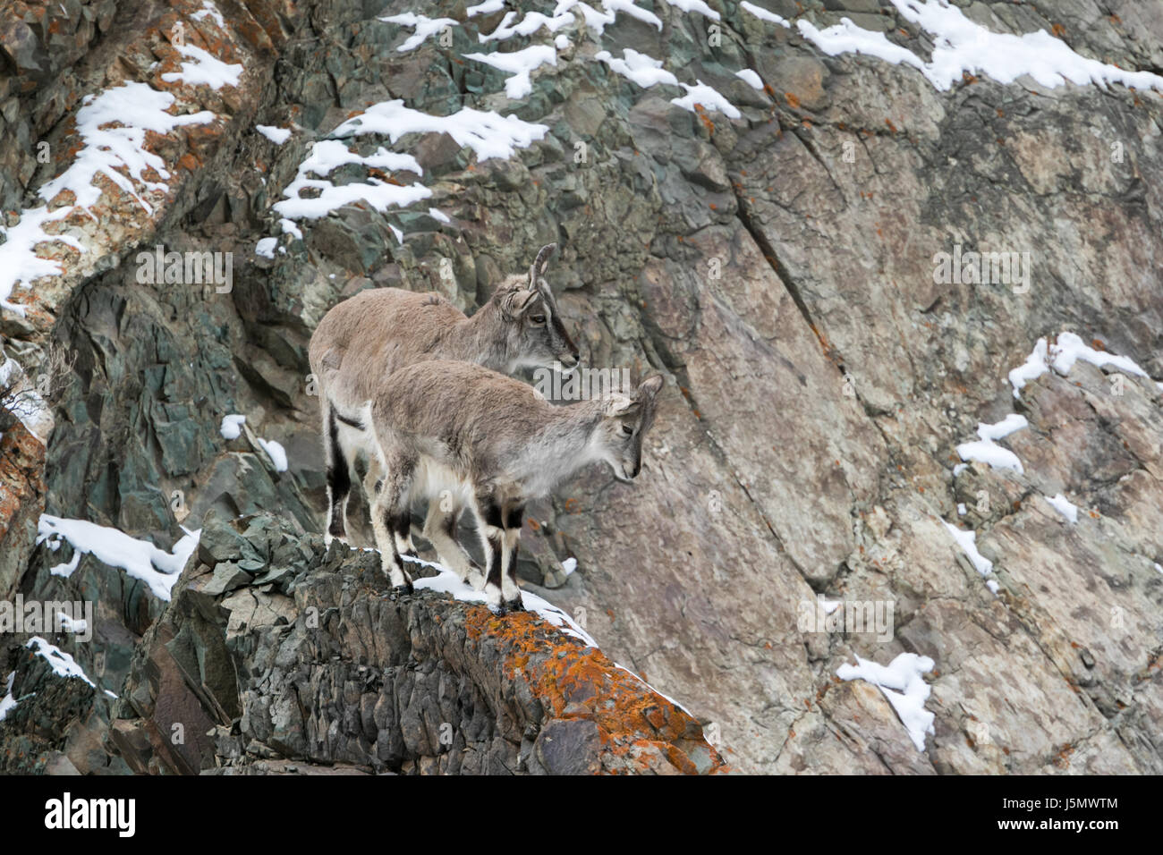 Indian himalayan wild blue sheep hi-res stock photography and images ...