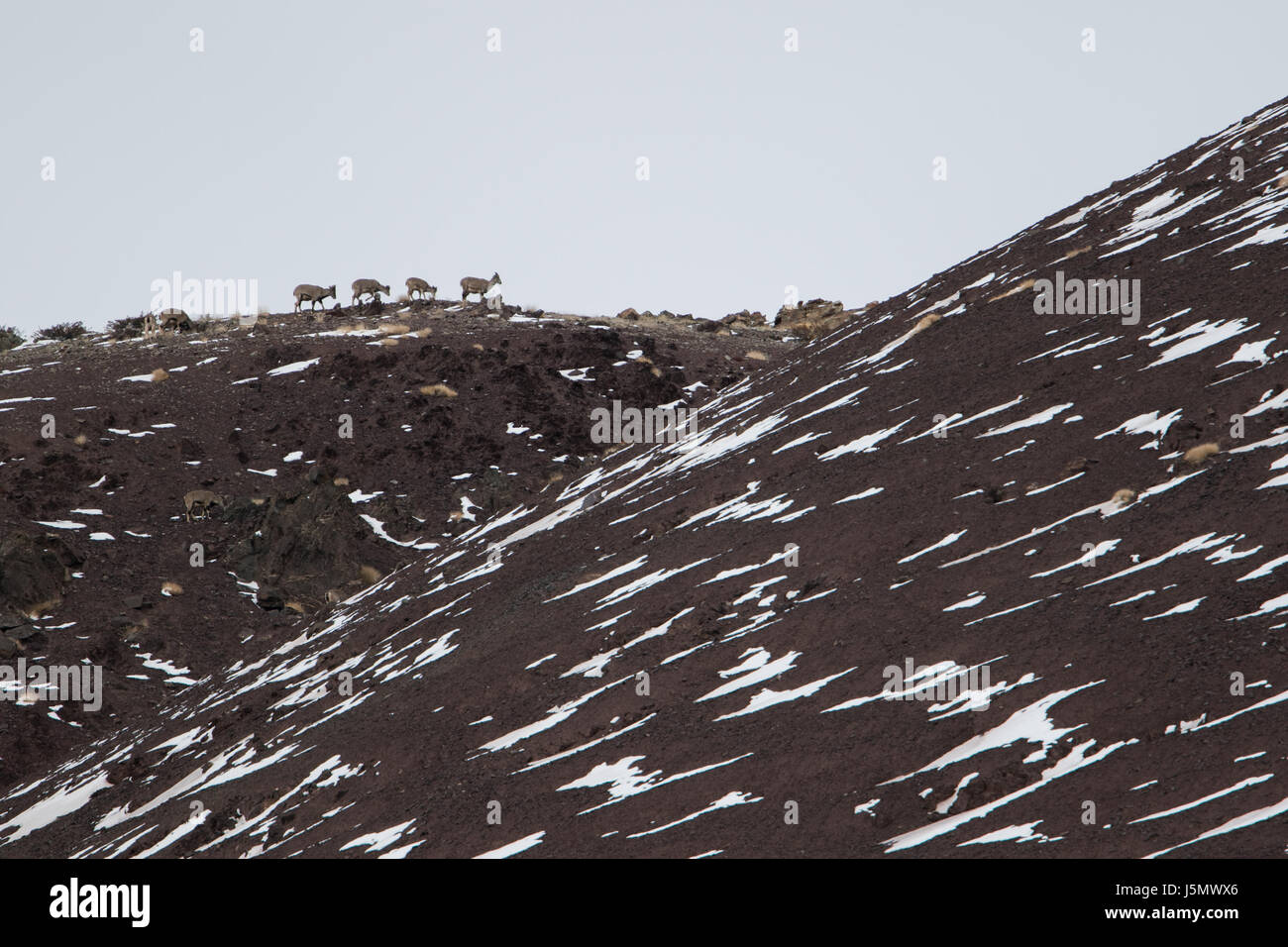 Indian himalayan wild blue sheep hi-res stock photography and images ...