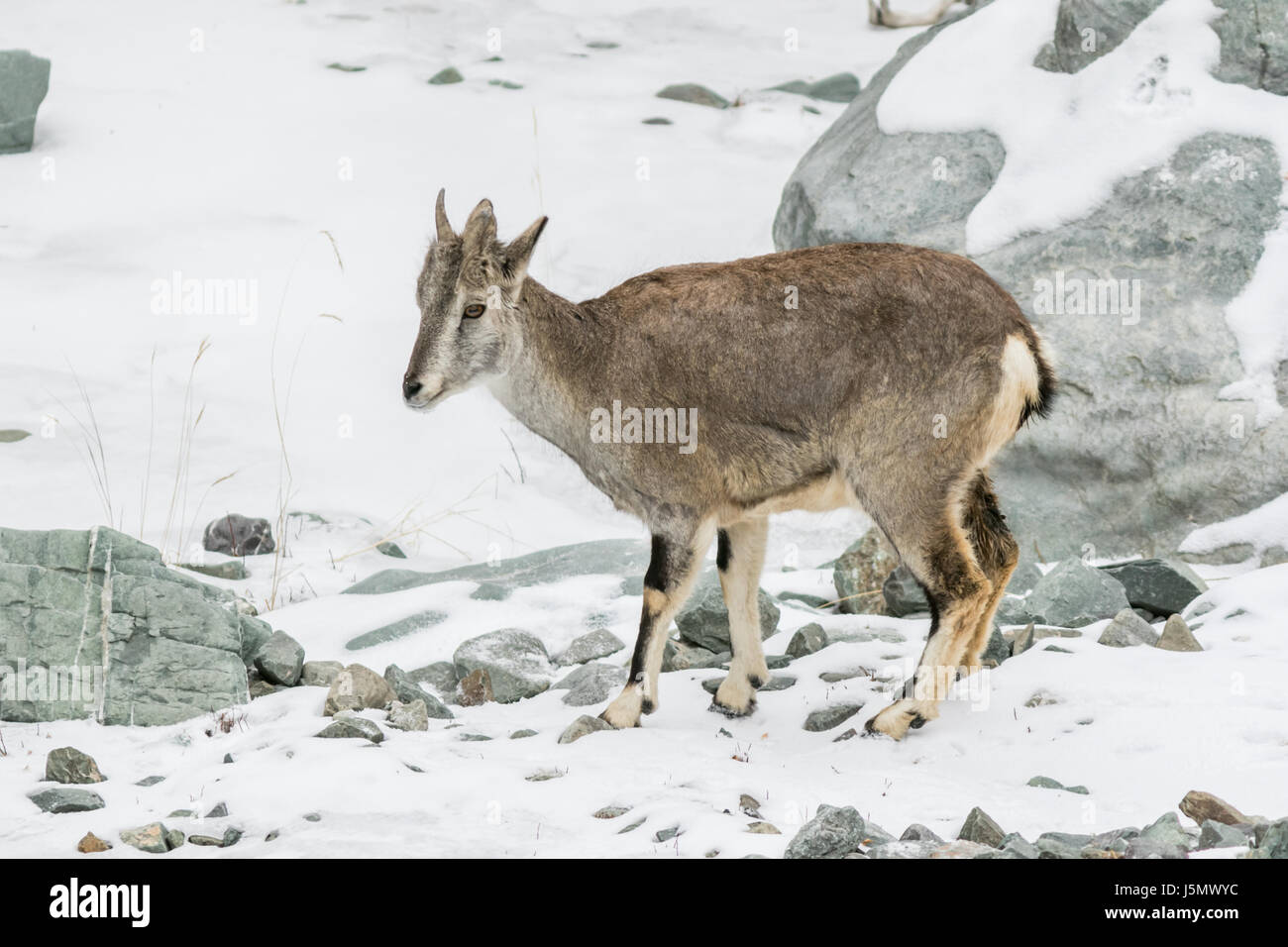 Bharal (Blue Sheep) (Pseudois nayaur) grazing at high altitude pastures ...