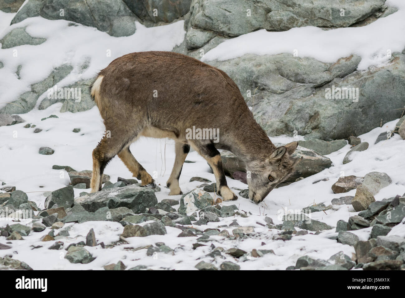 Indian himalayan wild blue sheep hi-res stock photography and images ...