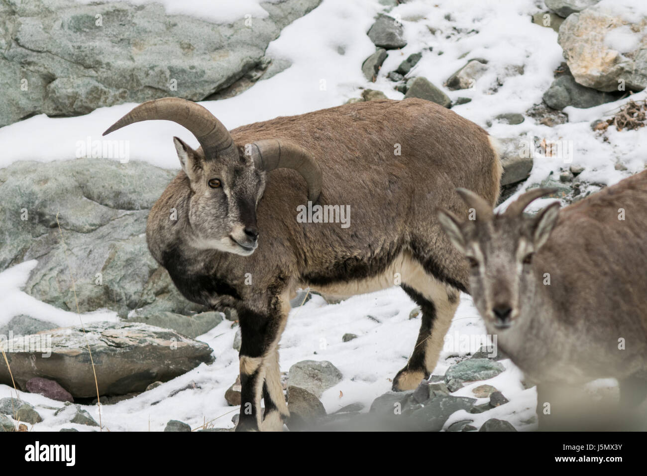 High Altitude Himalayan Wildlife Stock Photos & High Altitude Himalayan ...