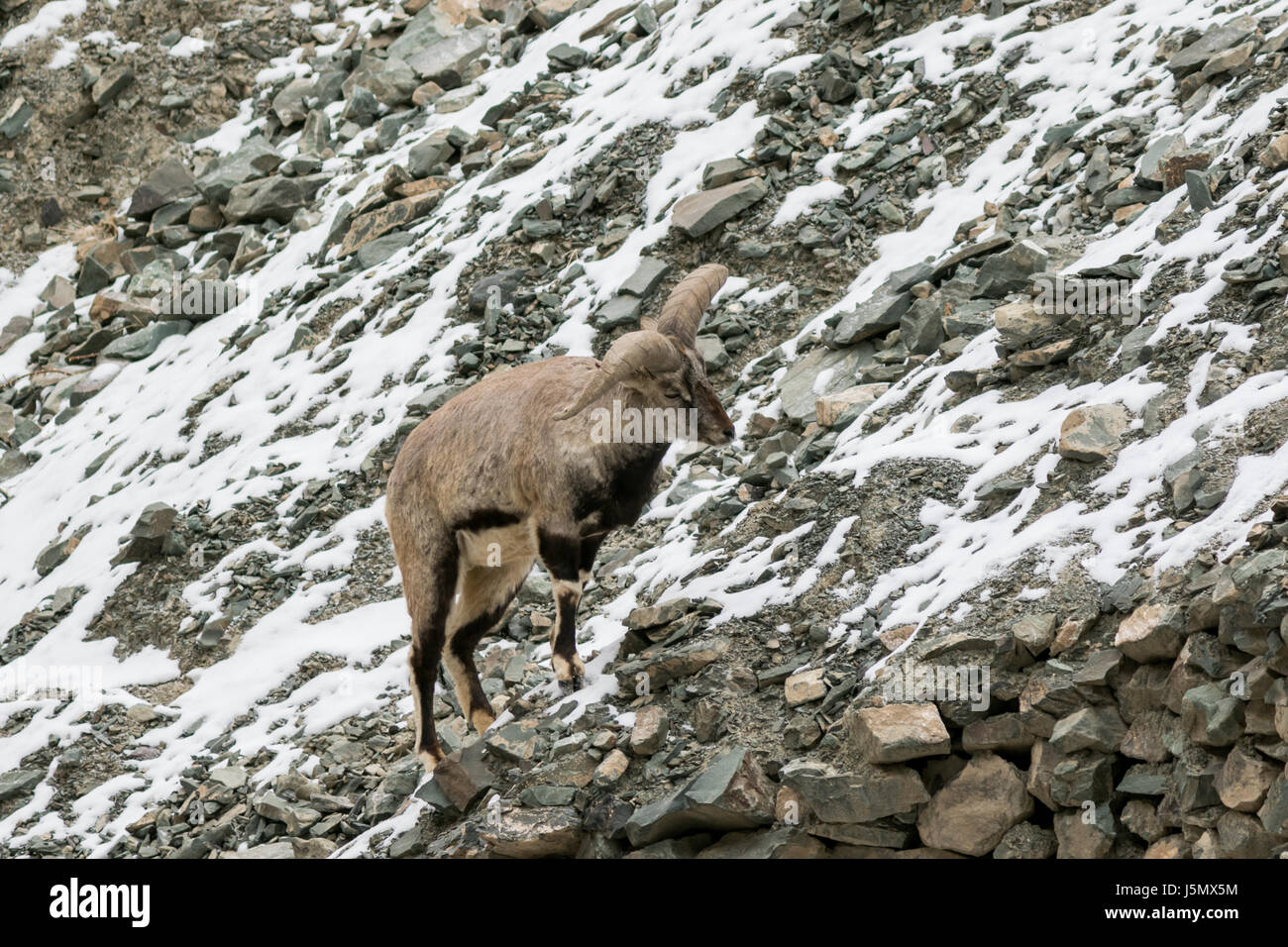 Indian himalayan wild blue sheep hi-res stock photography and images ...