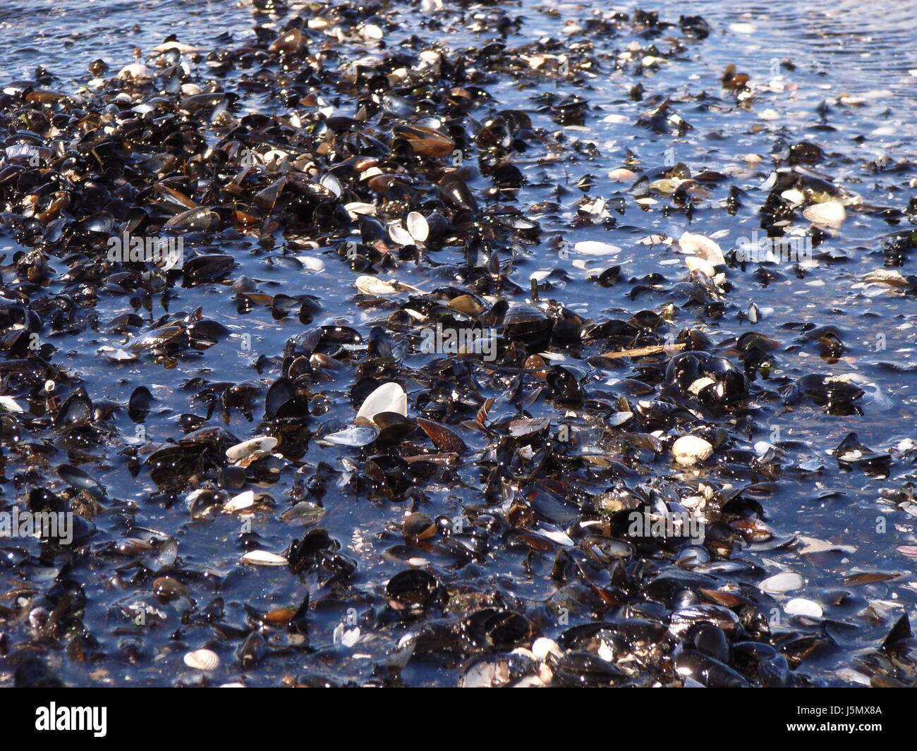 maritime creature coast shellfish shellfishes sea animal delicacy ...