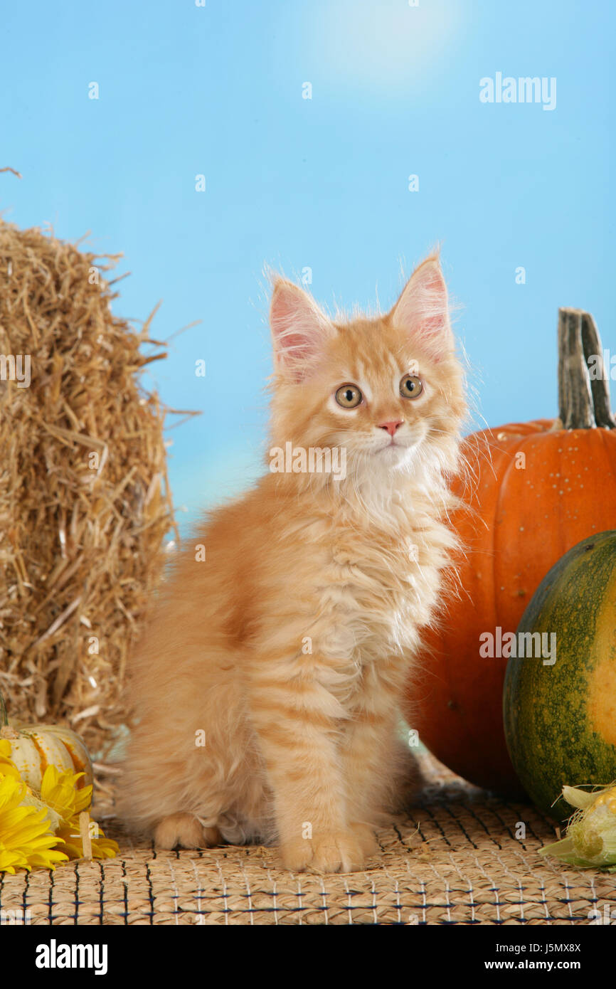 portrait halloween straw portrait format cat baby kitten cement format ...